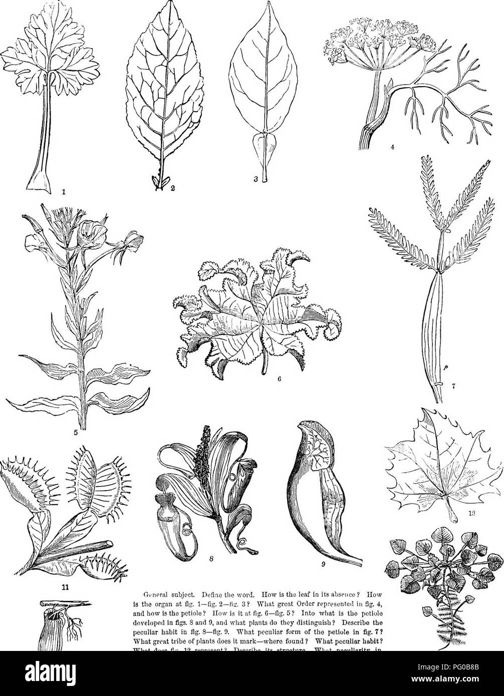 This botanical textbook provides an analytical approach to the study of ...