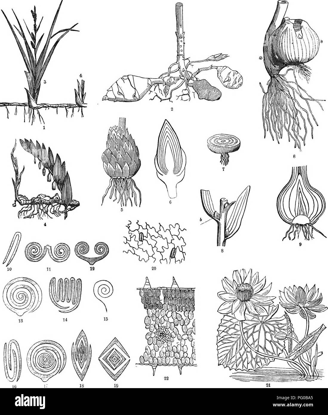 Varieties of plant anatomy Black and White Stock Photos & Images - Alamy