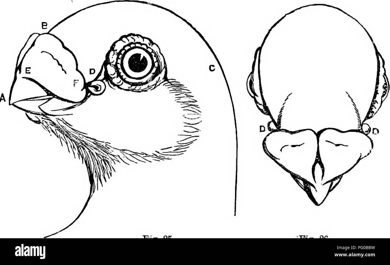 Pigeon bird keeper Cut Out Stock Images & Pictures - Alamy