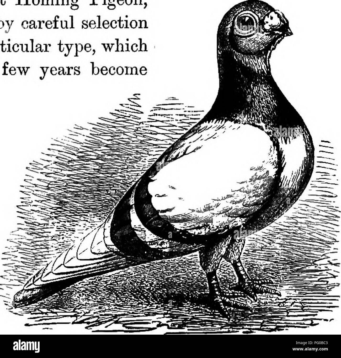 Pigeon white back ground hi-res stock photography and images - Alamy