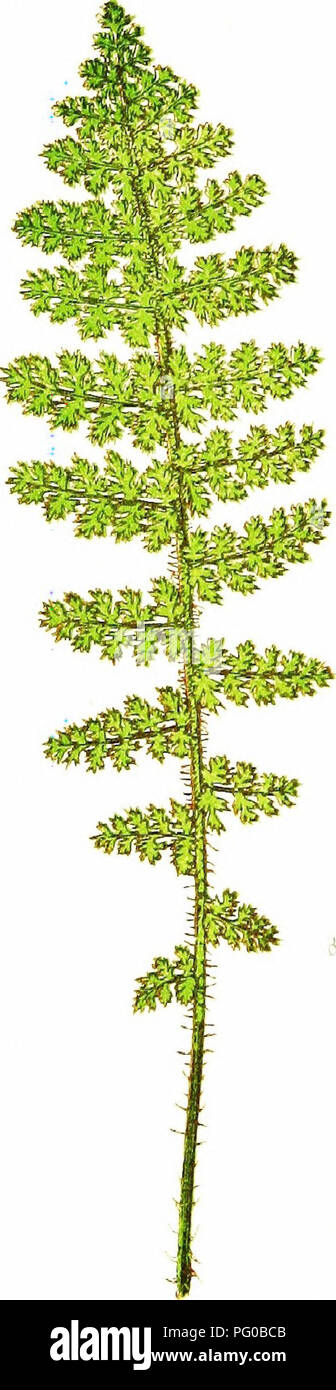 A natural history of new and rare fern species, focusing on ...