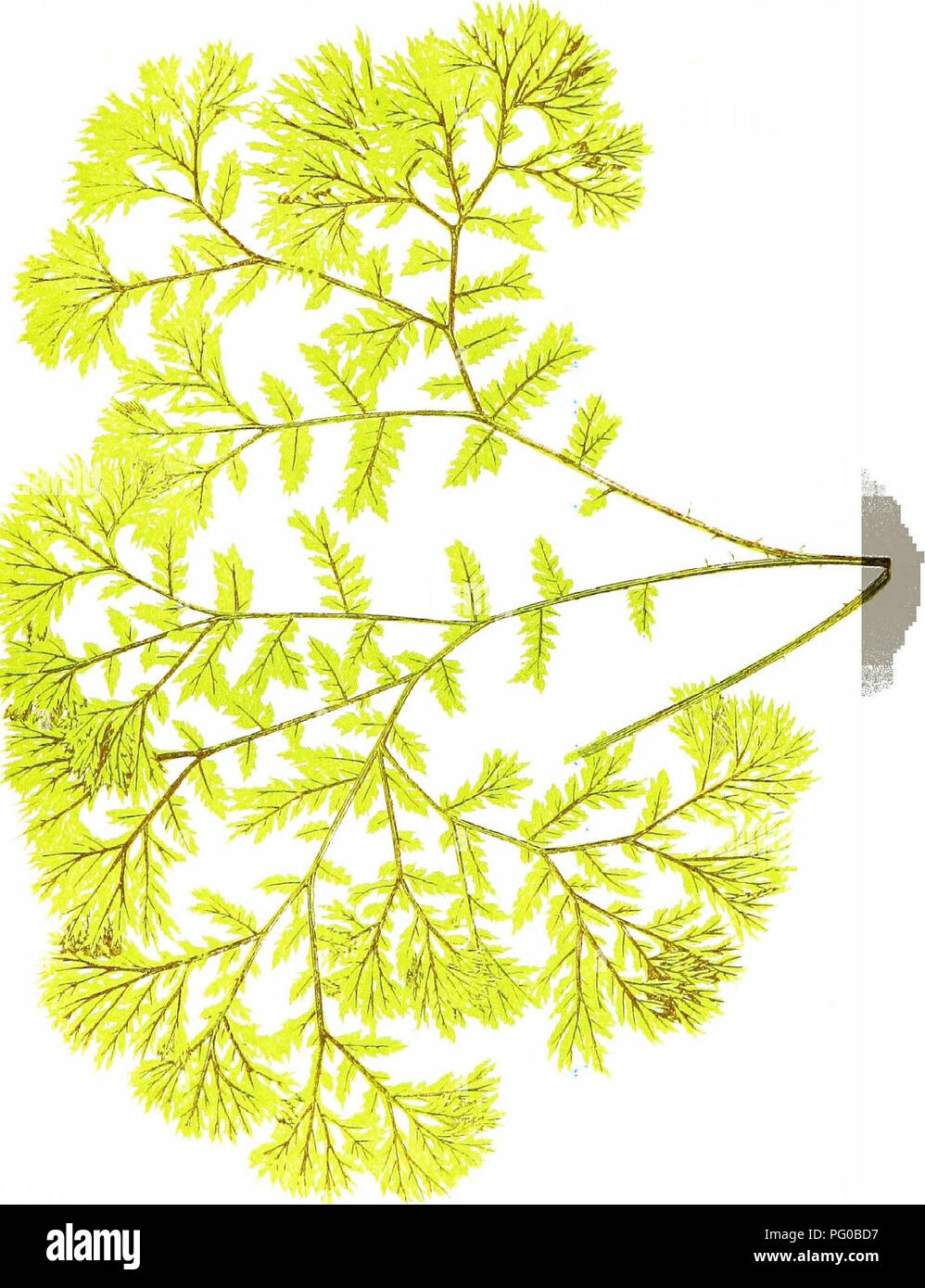 This work documents new and rare fern species, detailing their ...