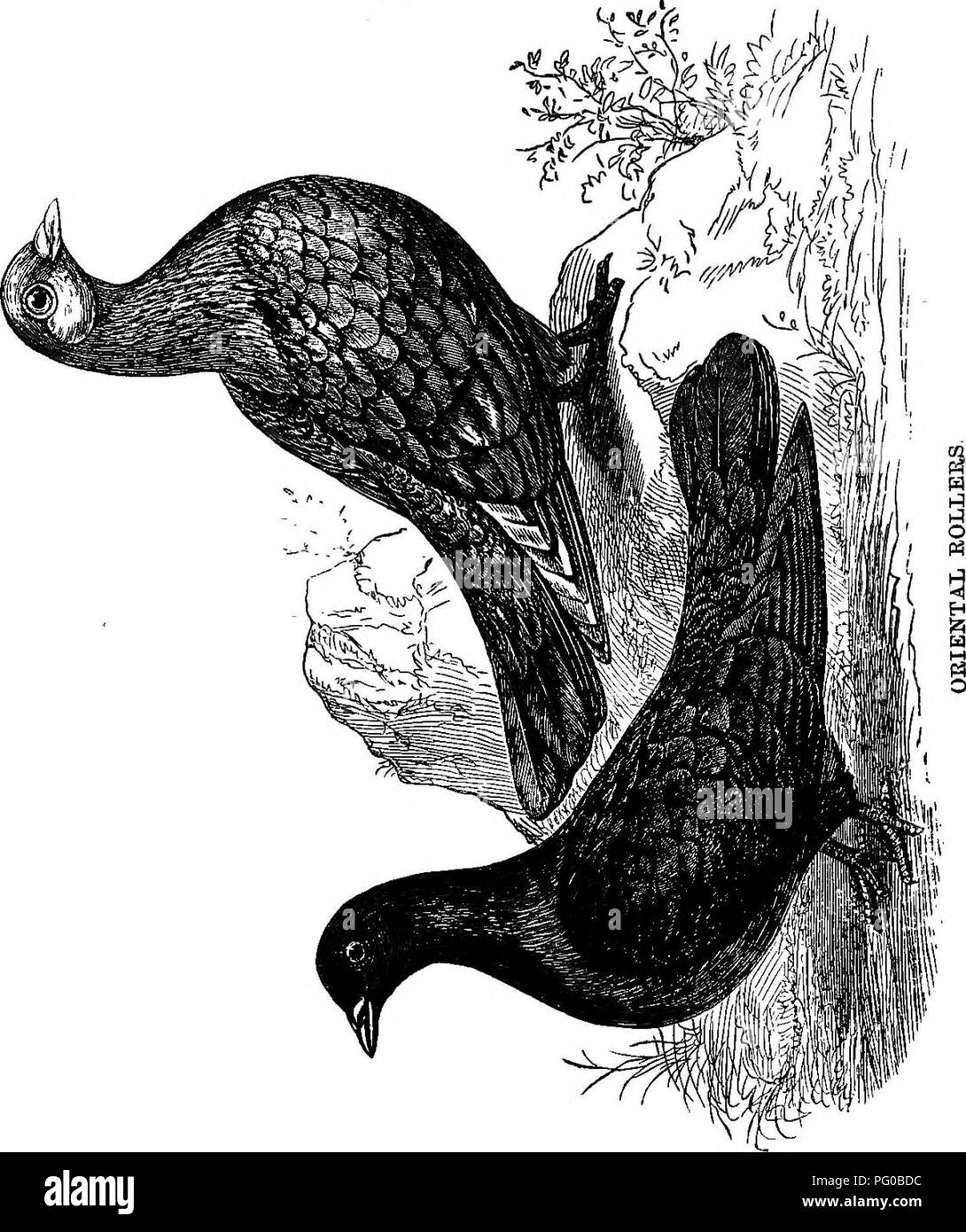 This guide offers practical advice on raising and caring for pigeons ...