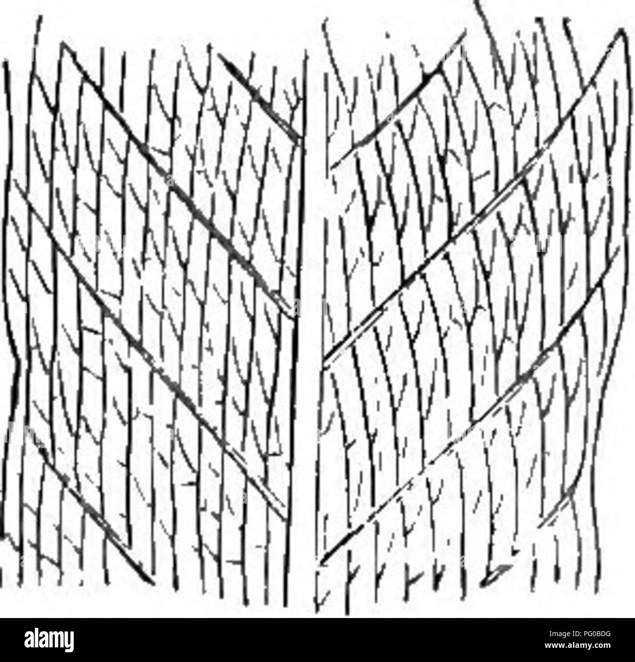 This natural history of ferns includes species like Niphobolus gardneri ...