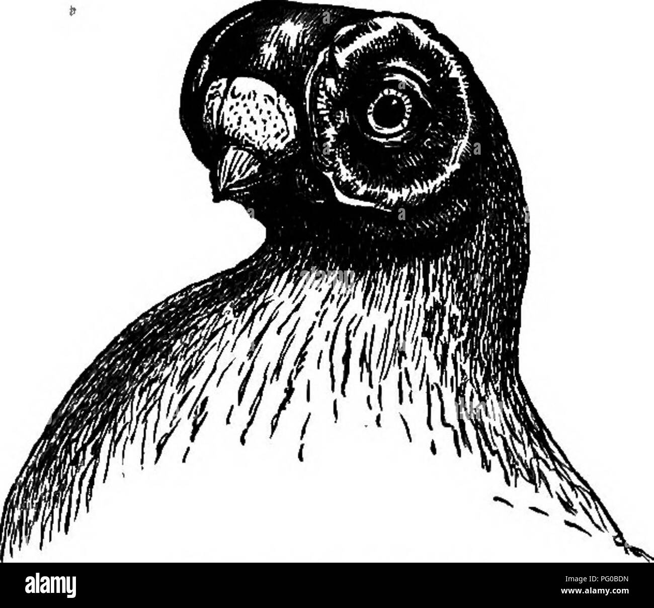This guide offers insights into raising pigeons, focusing on breed ...