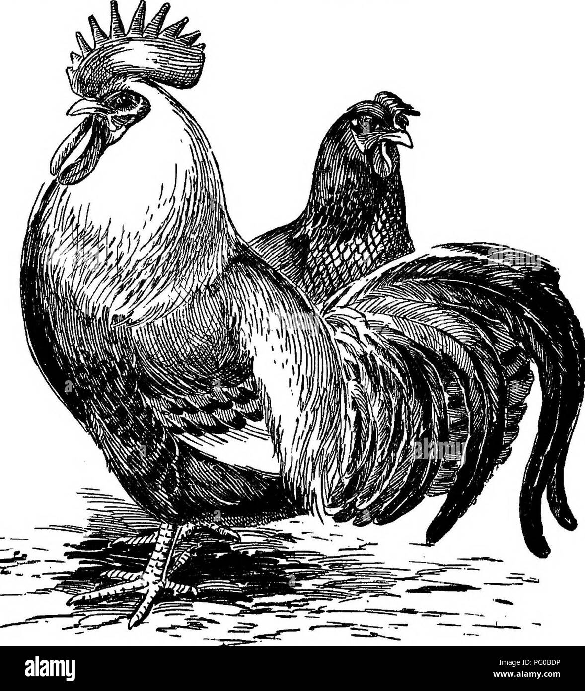 This text focuses on the principles of poultry breeding and management ...