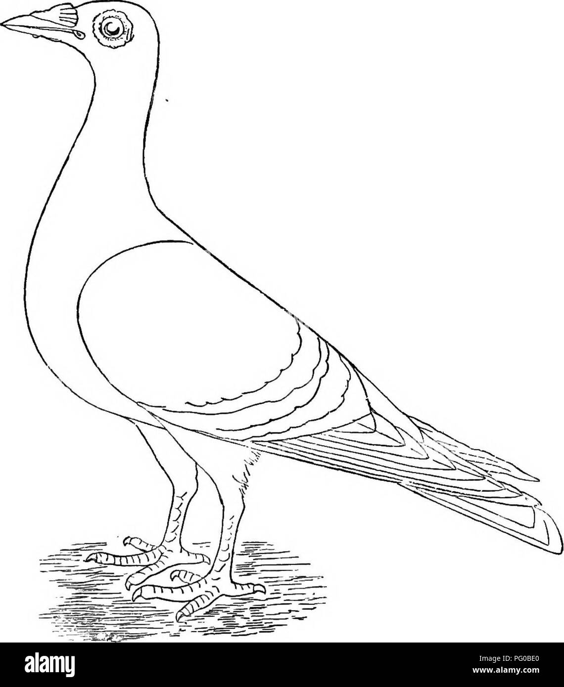 Please do not feed the pigeons Cut Out Stock Images & Pictures - Alamy