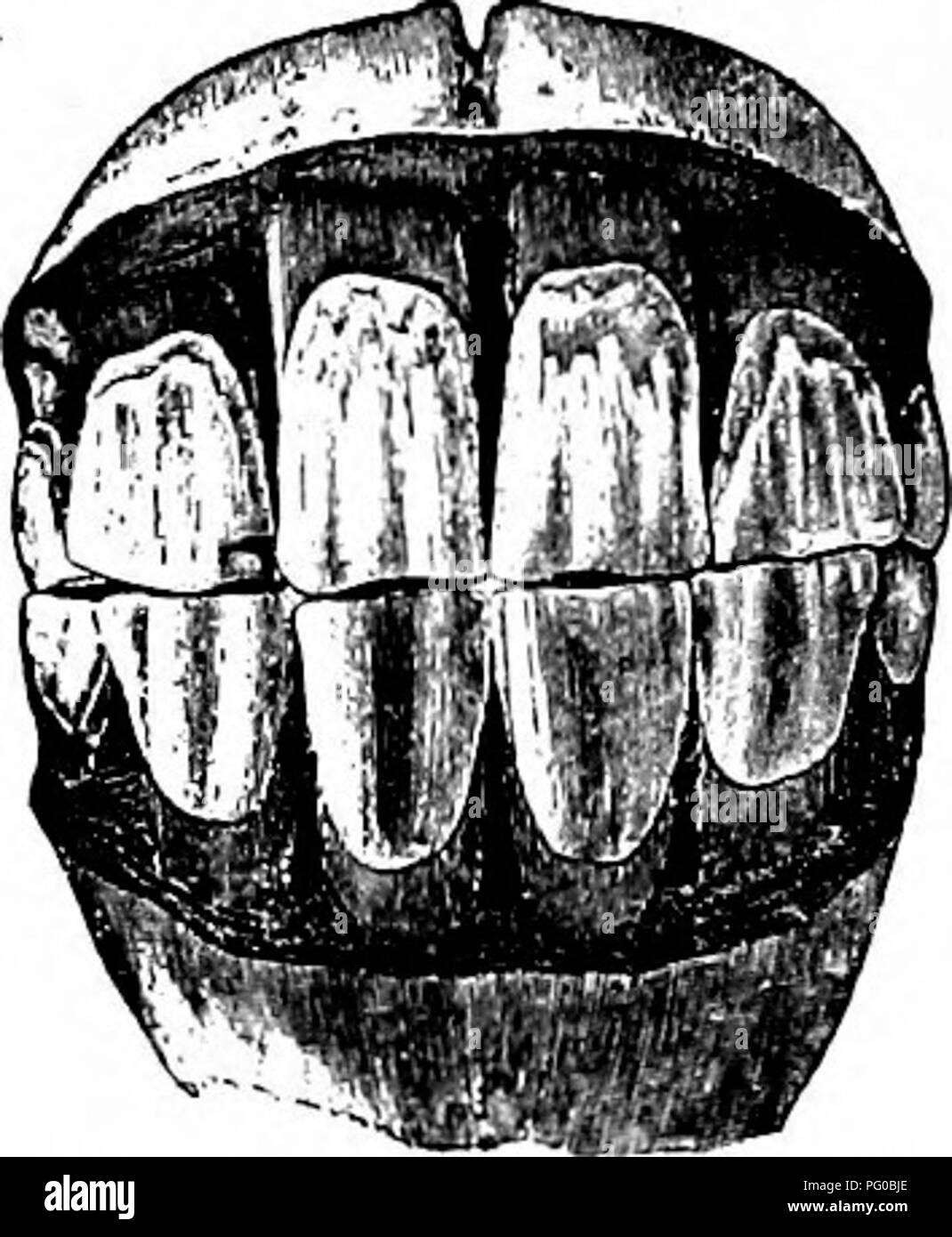 Sheep teeth Black and White Stock Photos & Images - Alamy