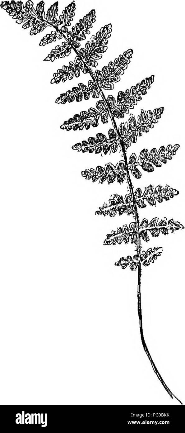 This guide describes the native ferns of the United States, focusing on ...