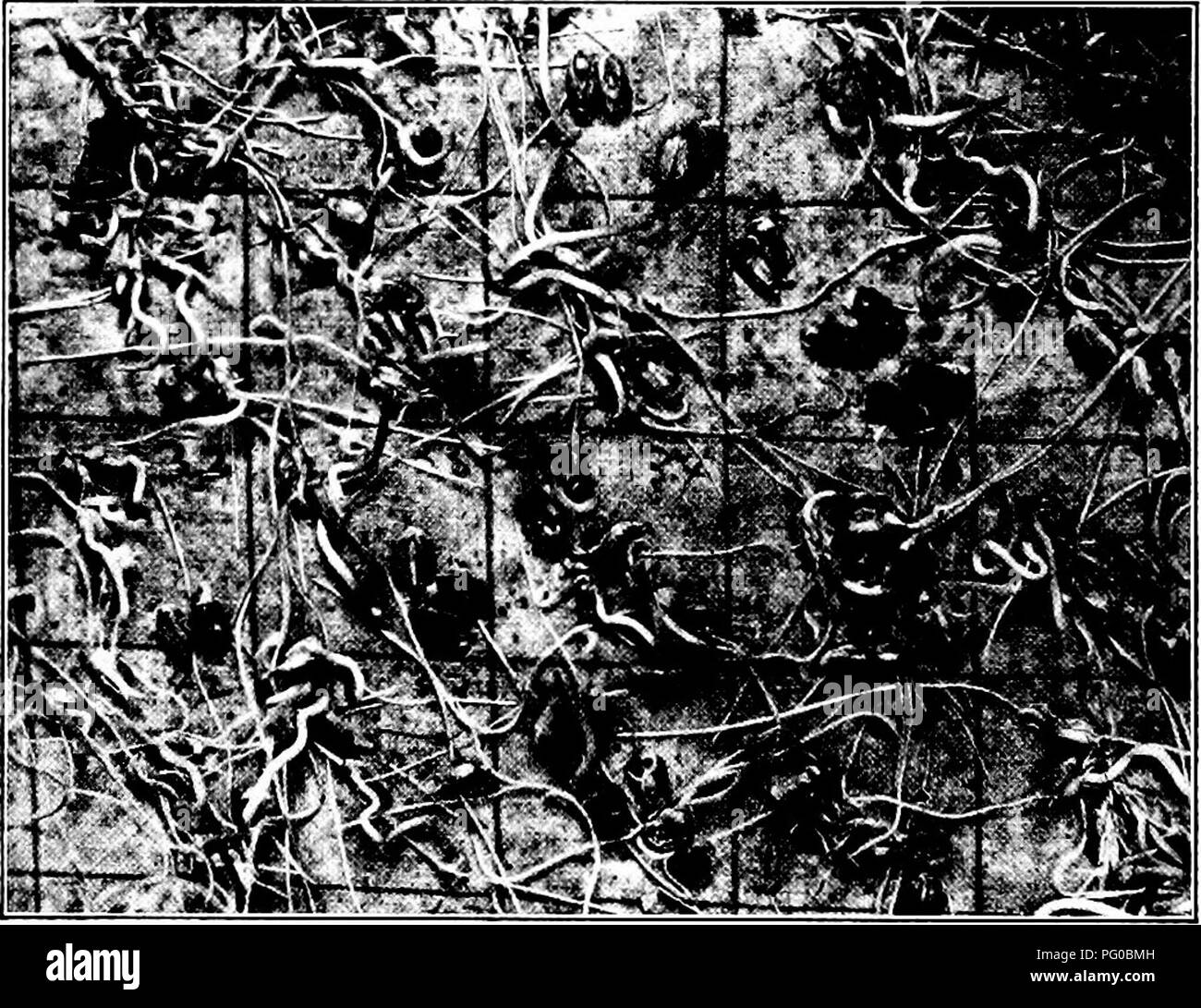 This agricultural study provides insight into the cultivation of corn ...