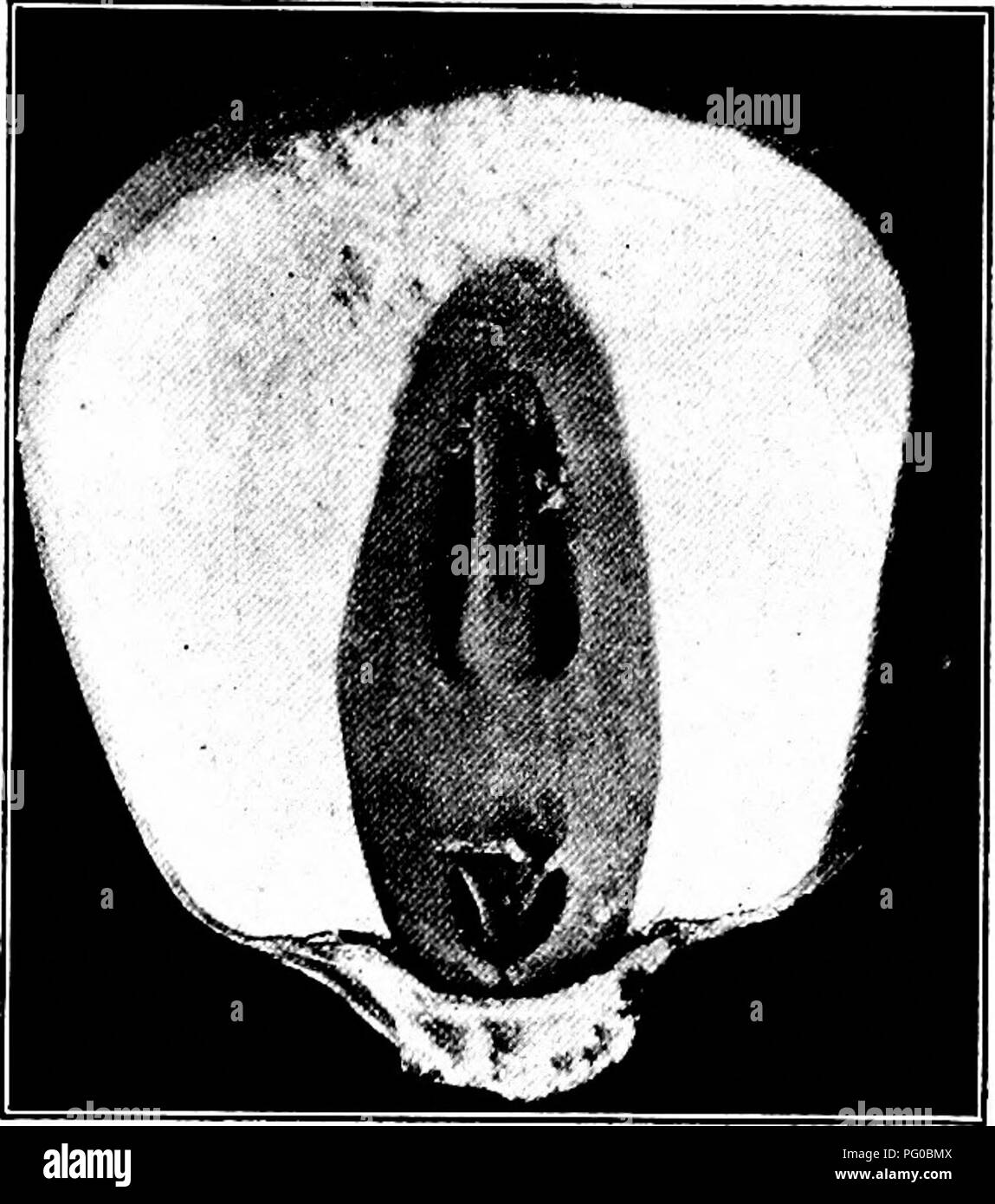 A study on the cultivation of corn, kafir corn, and sorghum in North ...