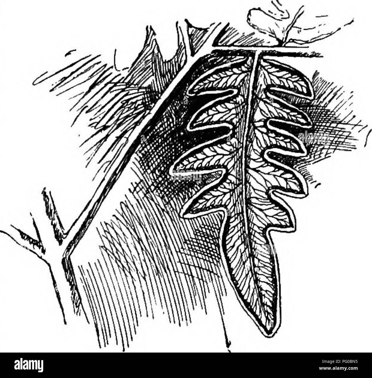 This guide focuses on native ferns of North America, with particular ...