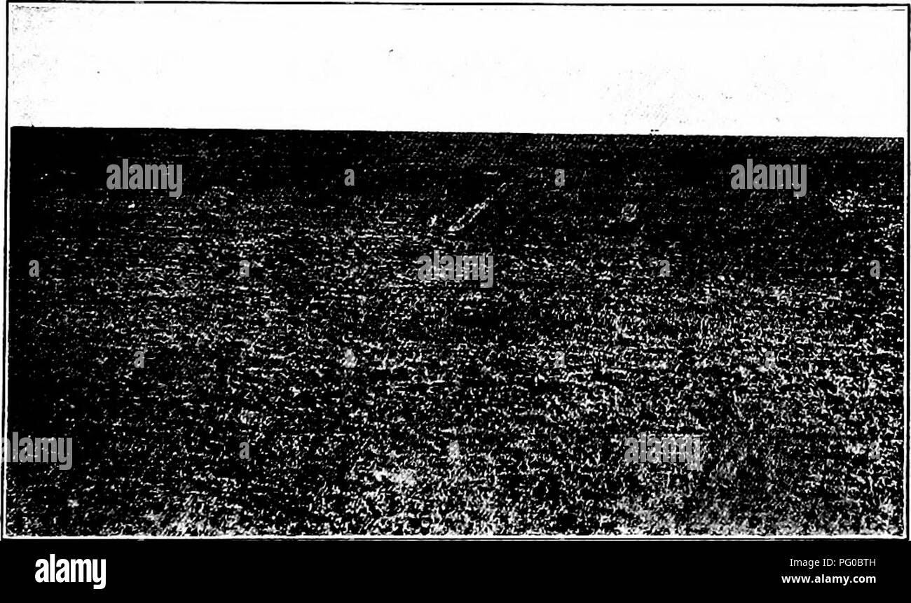 This text explores the growth, acclimation, and yield of corn crops ...