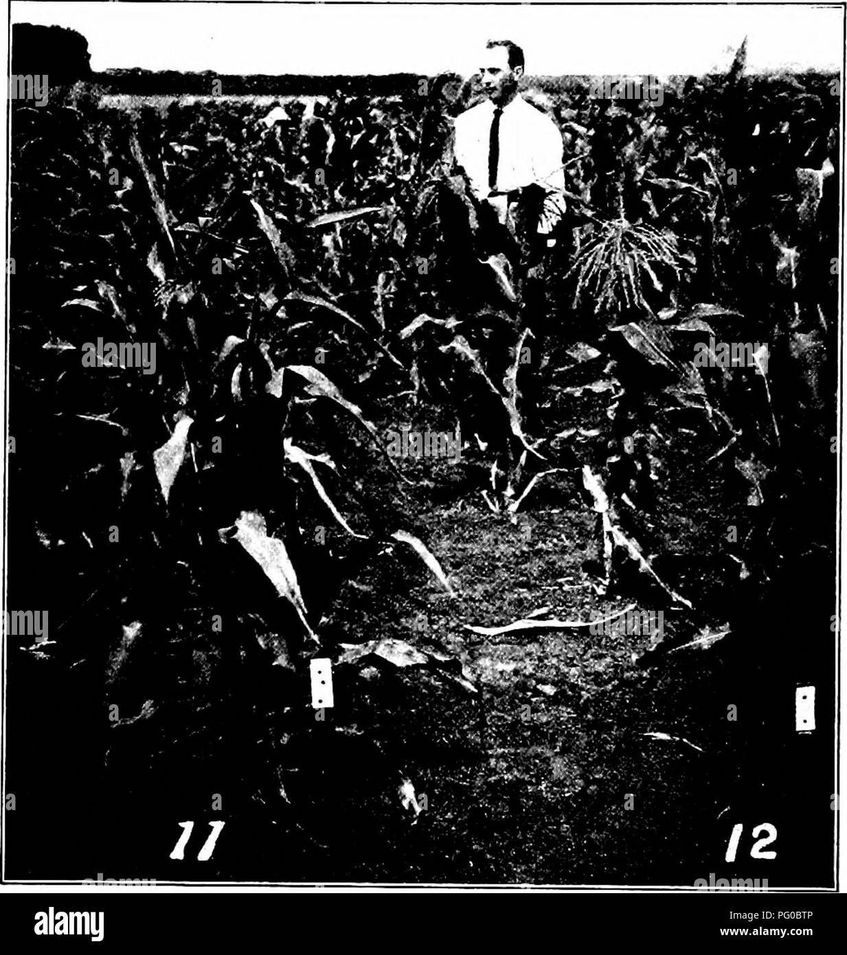 A detailed examination of maize, kafir corn, and sorghum cultivation in ...