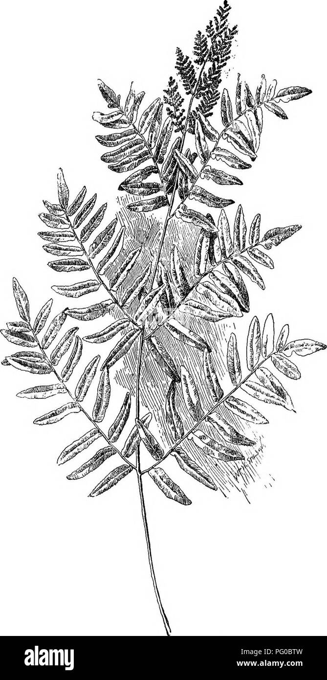This guide features native fern species, including the flowering fern ...