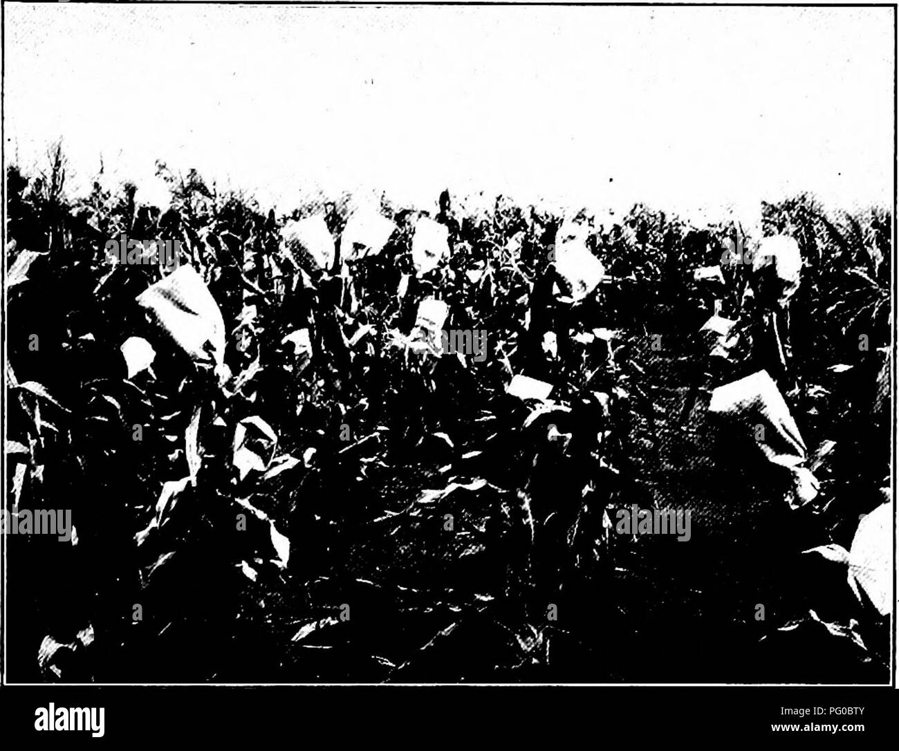 Cross breeding in crops hi-res stock photography and images - Alamy