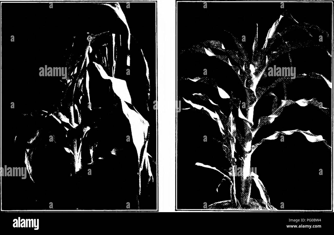 This agricultural text covers the cultivation of maize, kafir corn, and ...