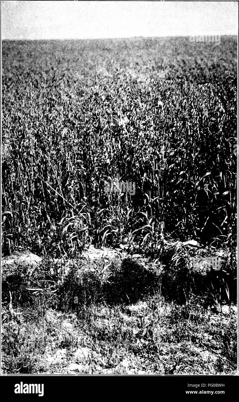 An image from a guide on dry-farming, detailing agricultural techniques ...