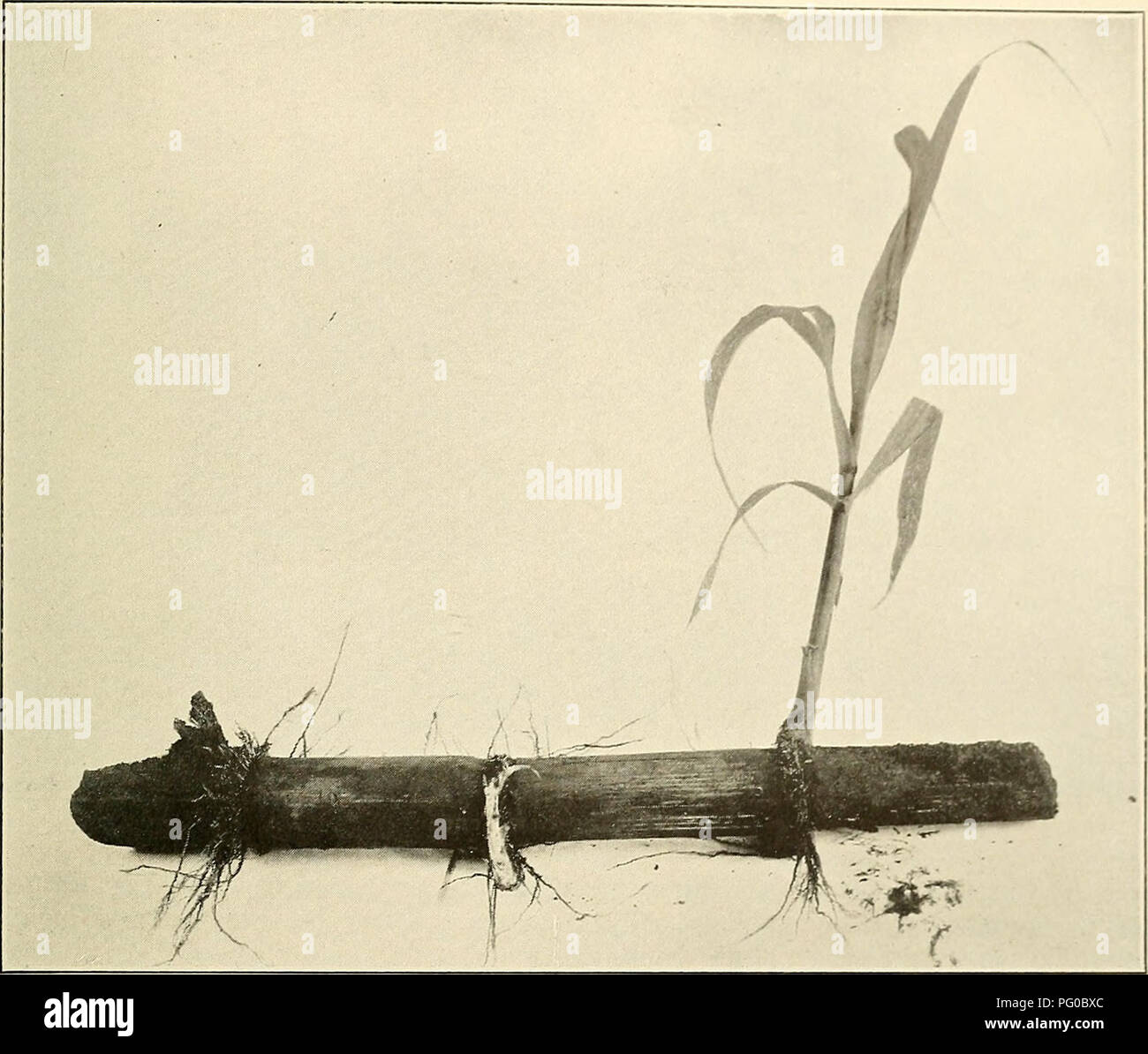 This article covers the cultivation of sugar cane in Cuba, detailing ...