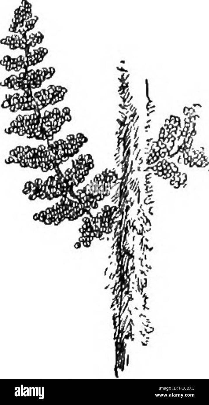 . Our ferns in their haunts; a guide to all the native species. Ferns ...