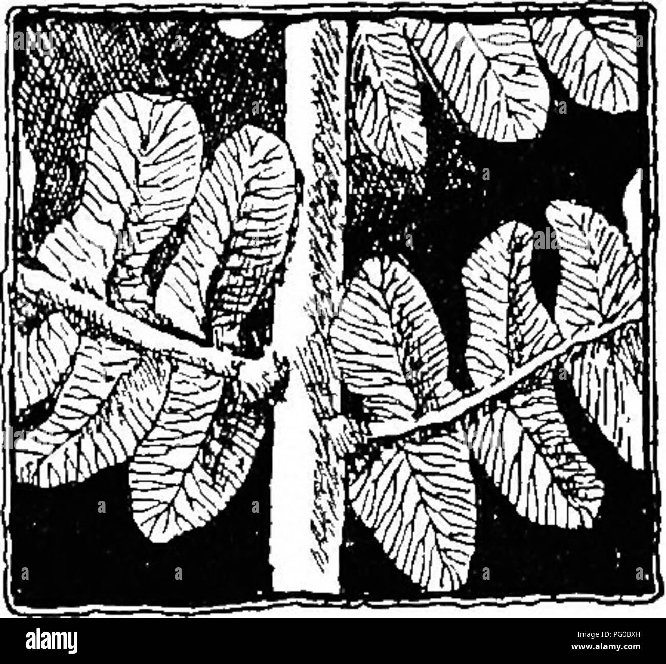 This guide provides an overview of native fern species in their natural ...