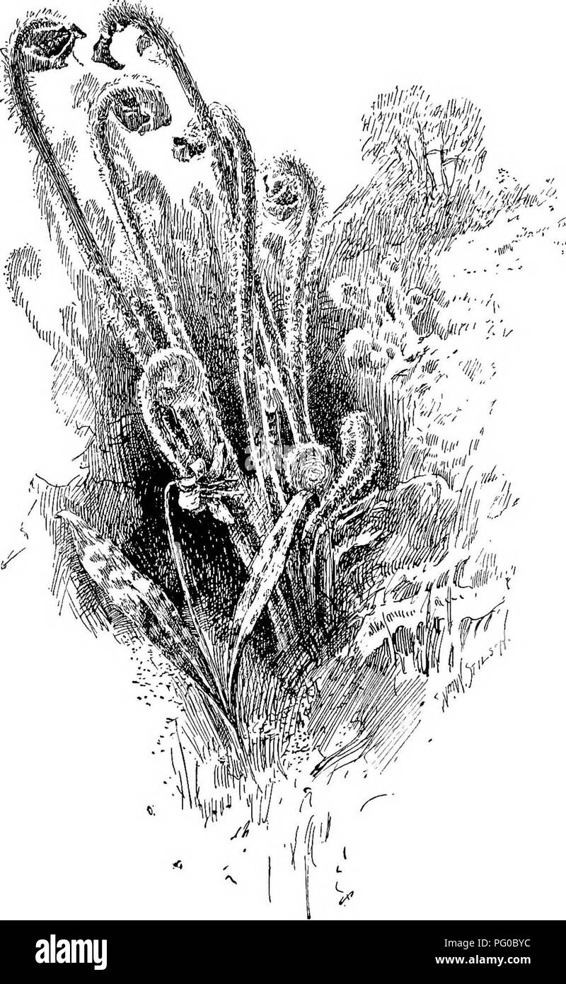 This guide provides detailed descriptions of native ferns in their ...