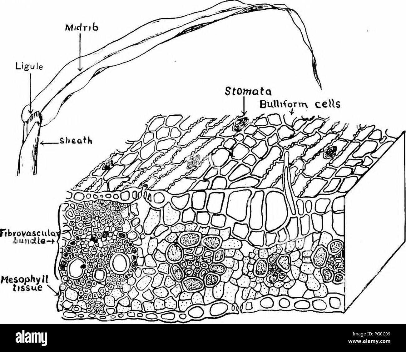 This work discusses the cultivation of corn, kafir, and sorghum crops ...