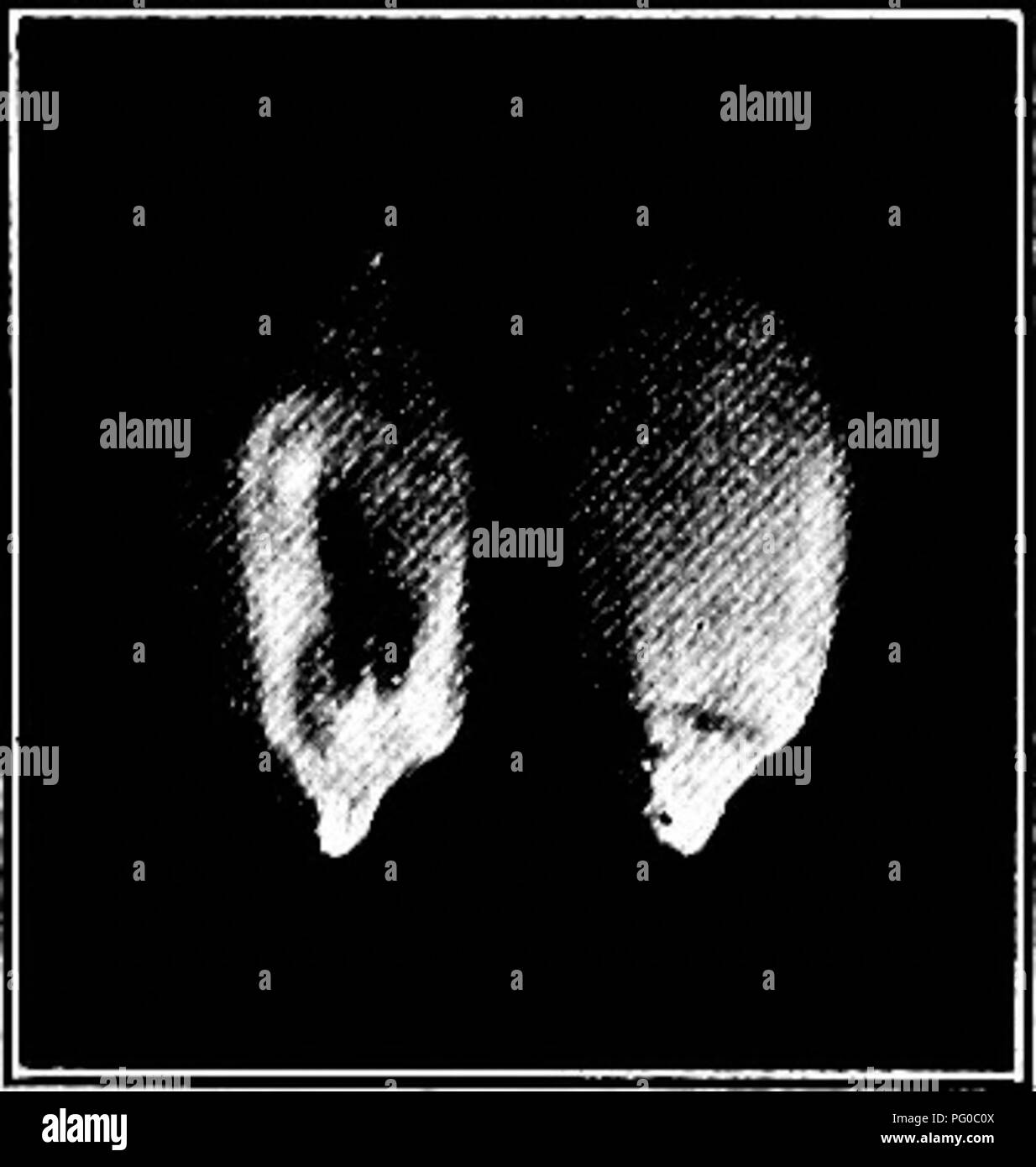 This book discusses the cultivation of maize, kafir corn, and sorghums ...