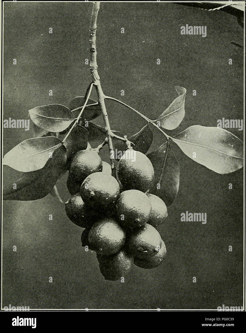 . The Cuba review. THE CUBA REVIEW 15. The Fruit of the Mamoncillo Tree ...