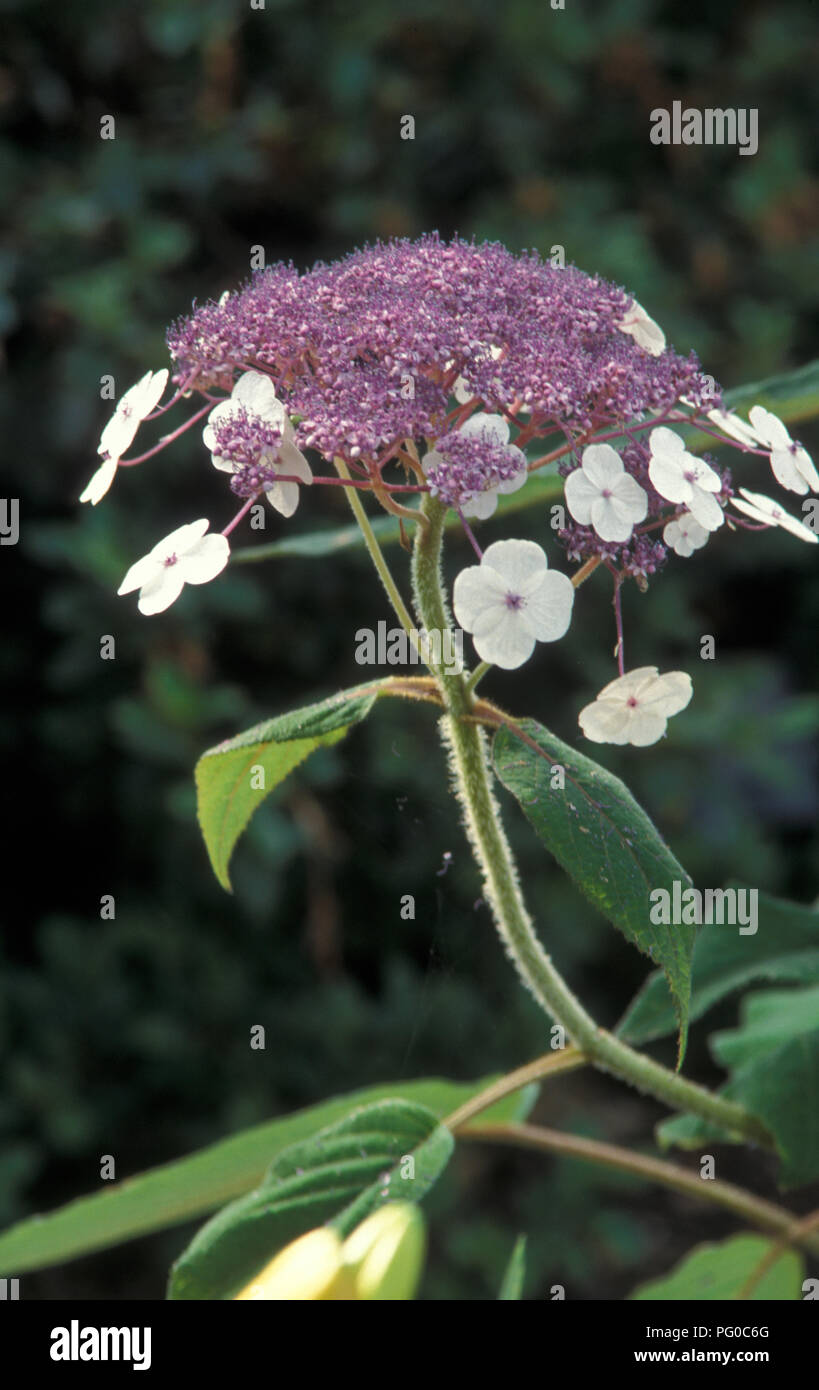 HYDRANGEA ASPERA SUBSP. SARGENTIANA Stock Photo - Alamy