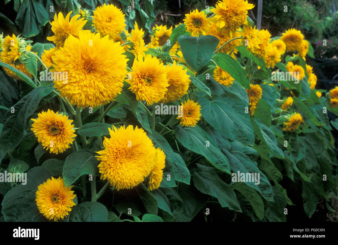 GOLDY DOUBLE SUNFLOWERS (HELIANTHUS) GROWING Stock Photo - Alamy