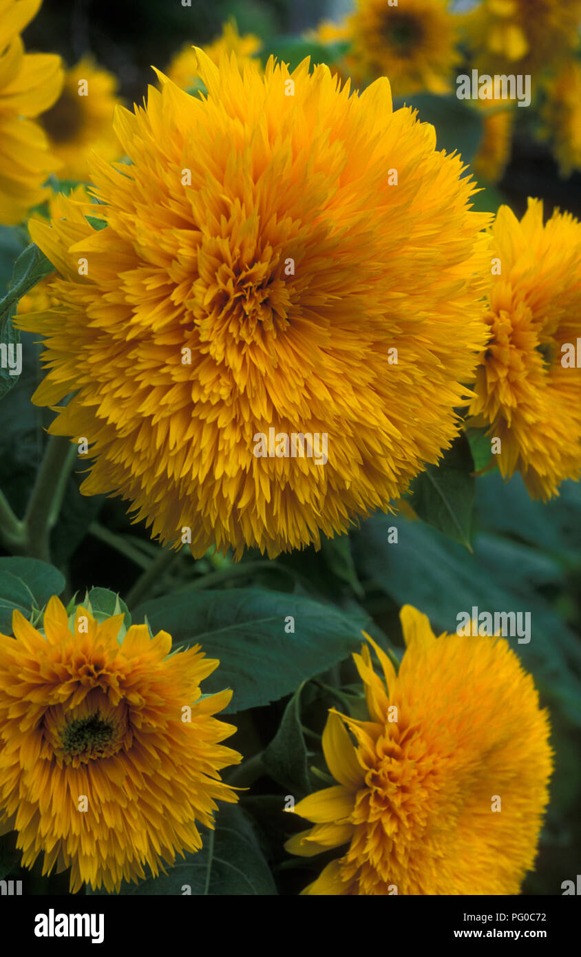 GOLDY DOUBLE SUNFLOWERS (HELIANTHUS) GROWING Stock Photo - Alamy