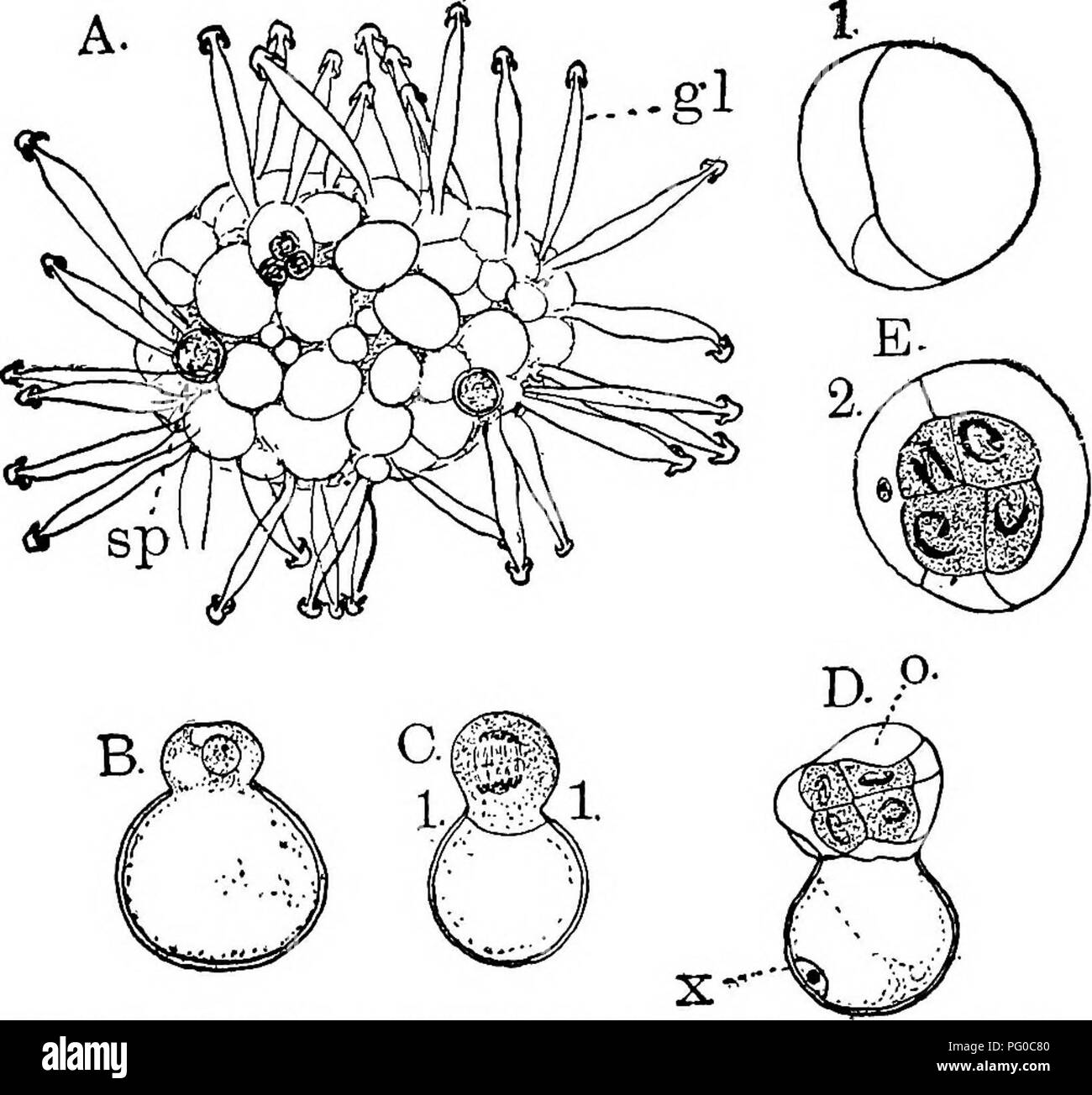 This work discusses the structure, development, and reproductive ...