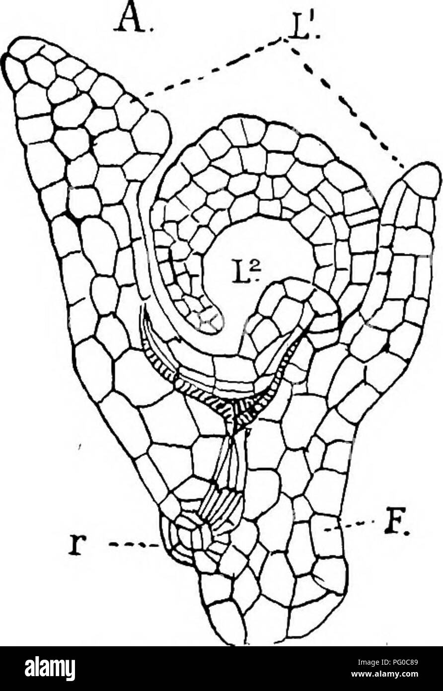 . The structure and development of mosses and ferns (Archegoniatae ...
