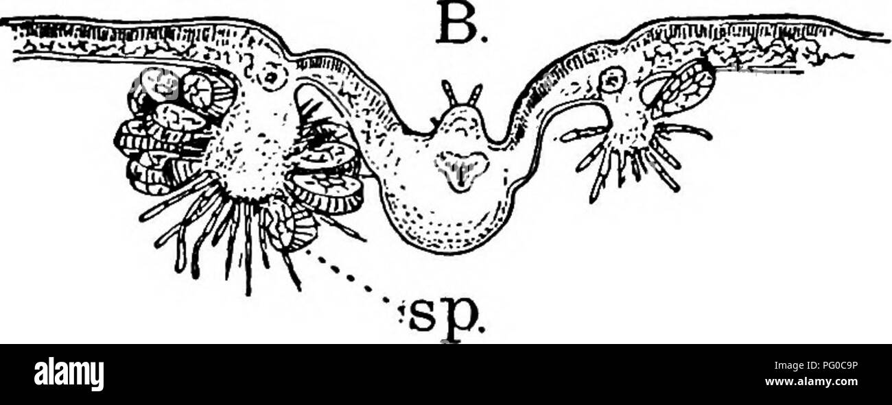 . The structure and development of mosses and ferns (Archegoniatae ...