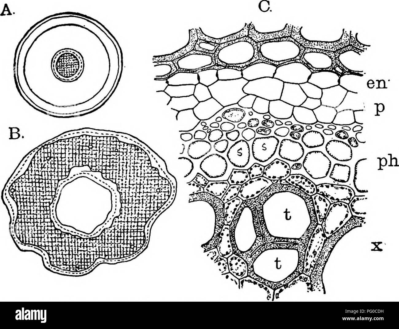 A description from a botanical study focusing on the morphology and ...