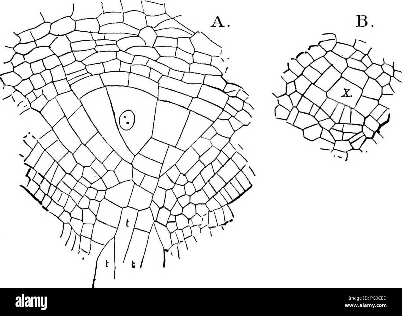 Apical cell hi-res stock photography and images - Alamy