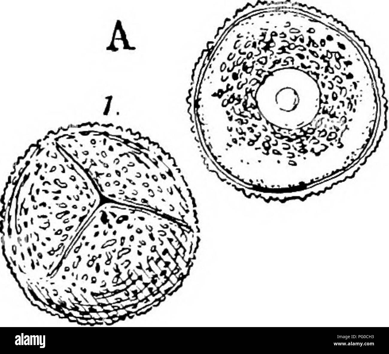 Endospore hi-res stock photography and images - Alamy