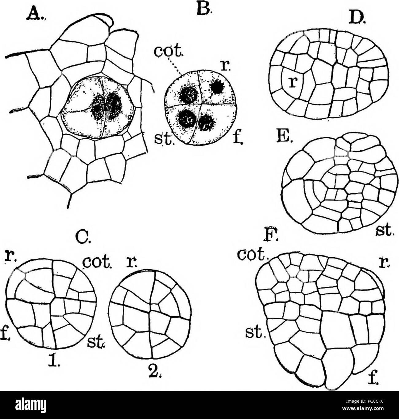 . The structure and development of mosses and ferns (Archegoniatae ...