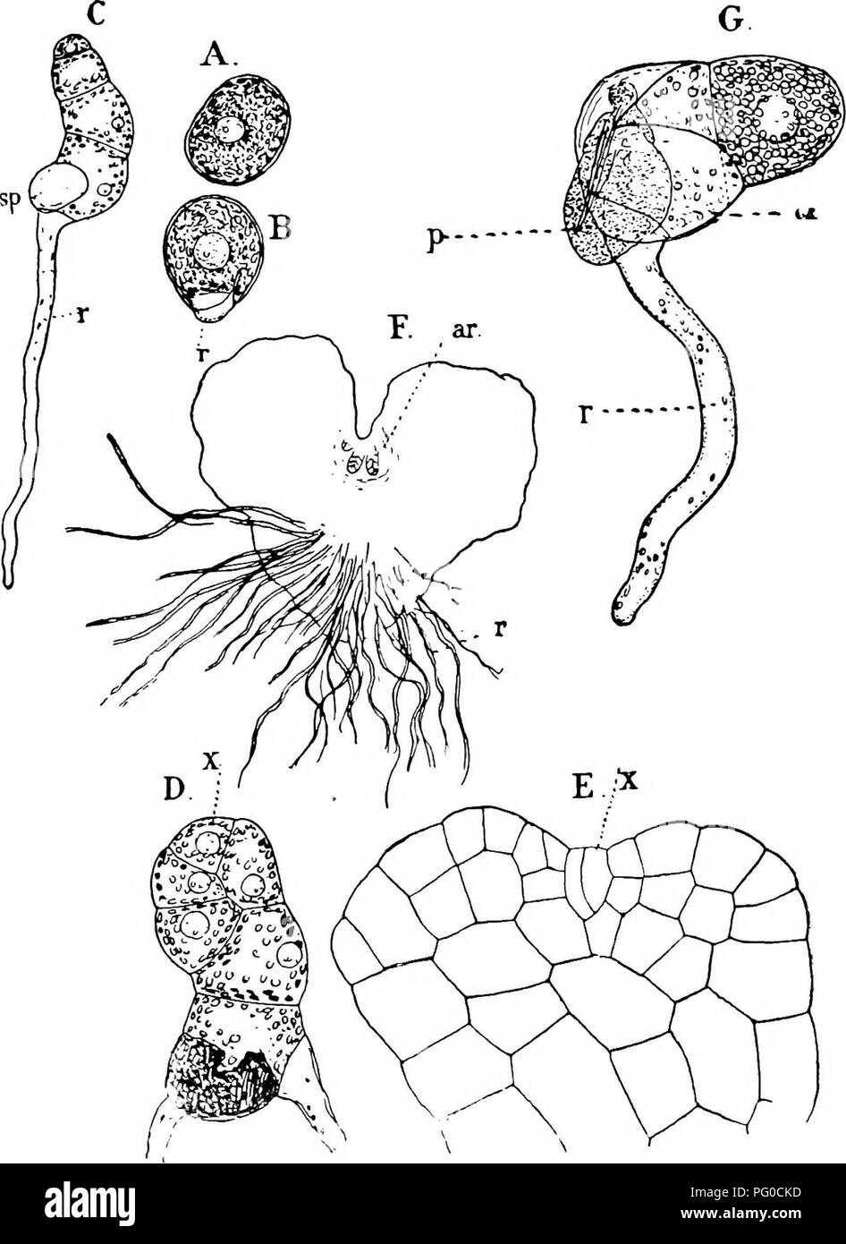 X300 hi-res stock photography and images - Alamy