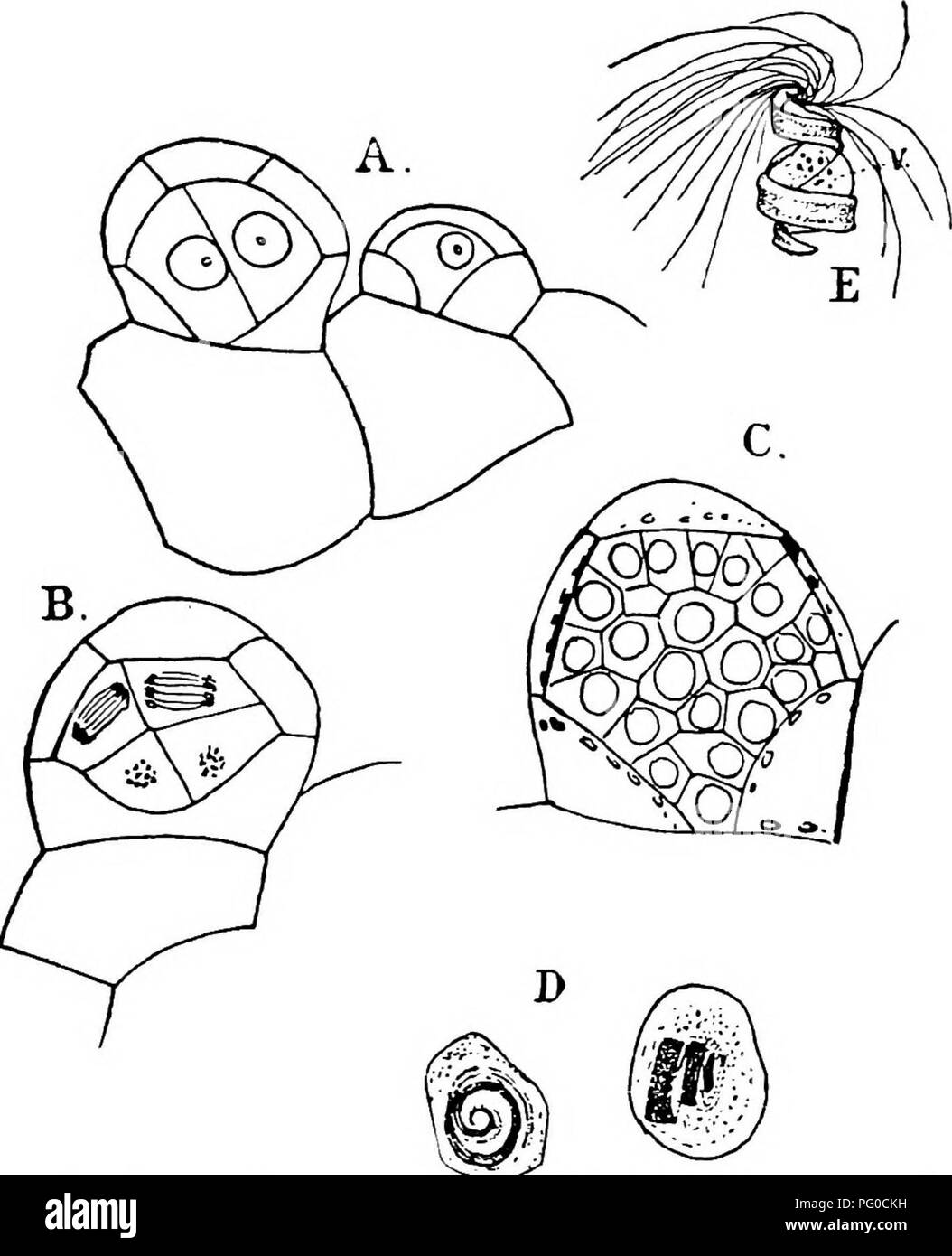 Almost hemispherical Black and White Stock Photos & Images - Alamy