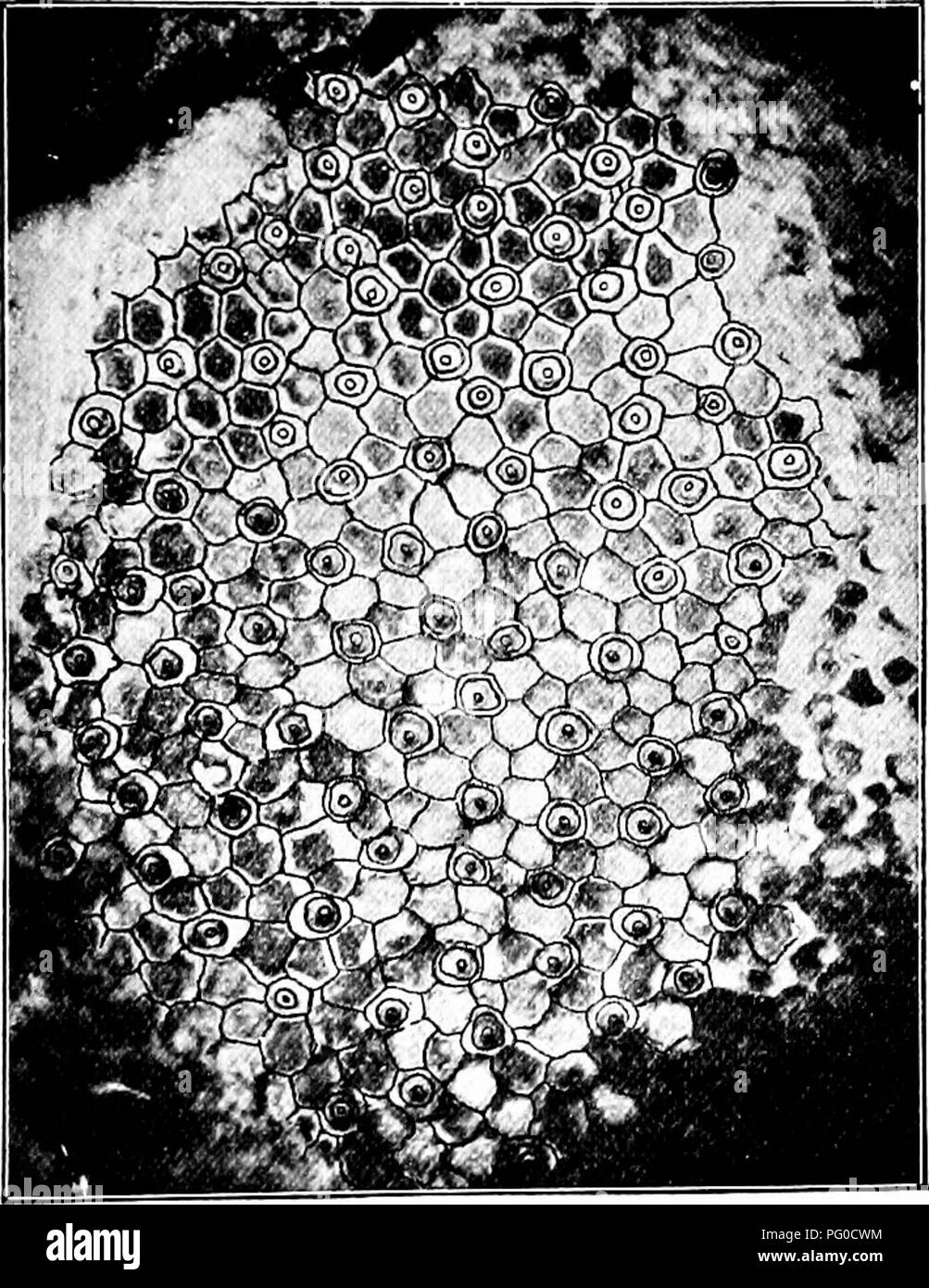Cycadeoidea hi-res stock photography and images - Alamy