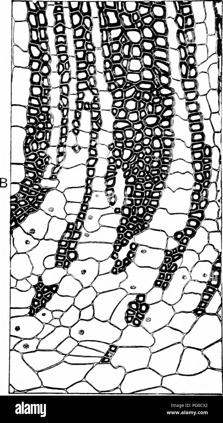Cycadeoidea hi-res stock photography and images - Alamy