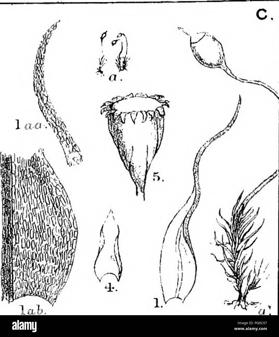 This work focuses on the British moss flora, providing detailed ...