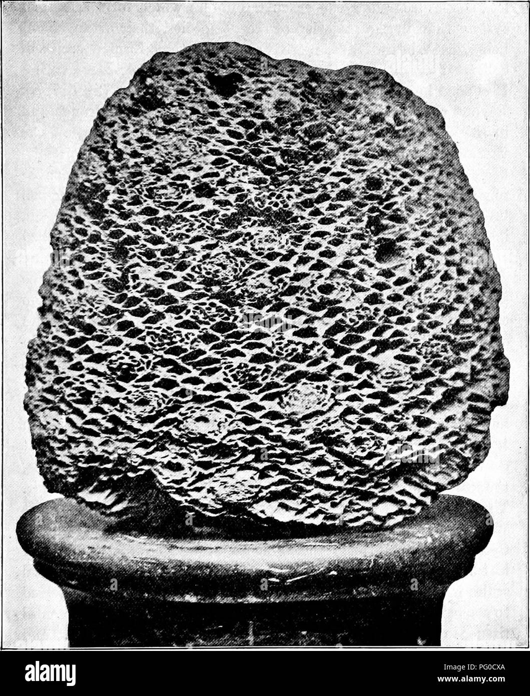This volume discusses fossil plants, specifically Cycadeoidea ...
