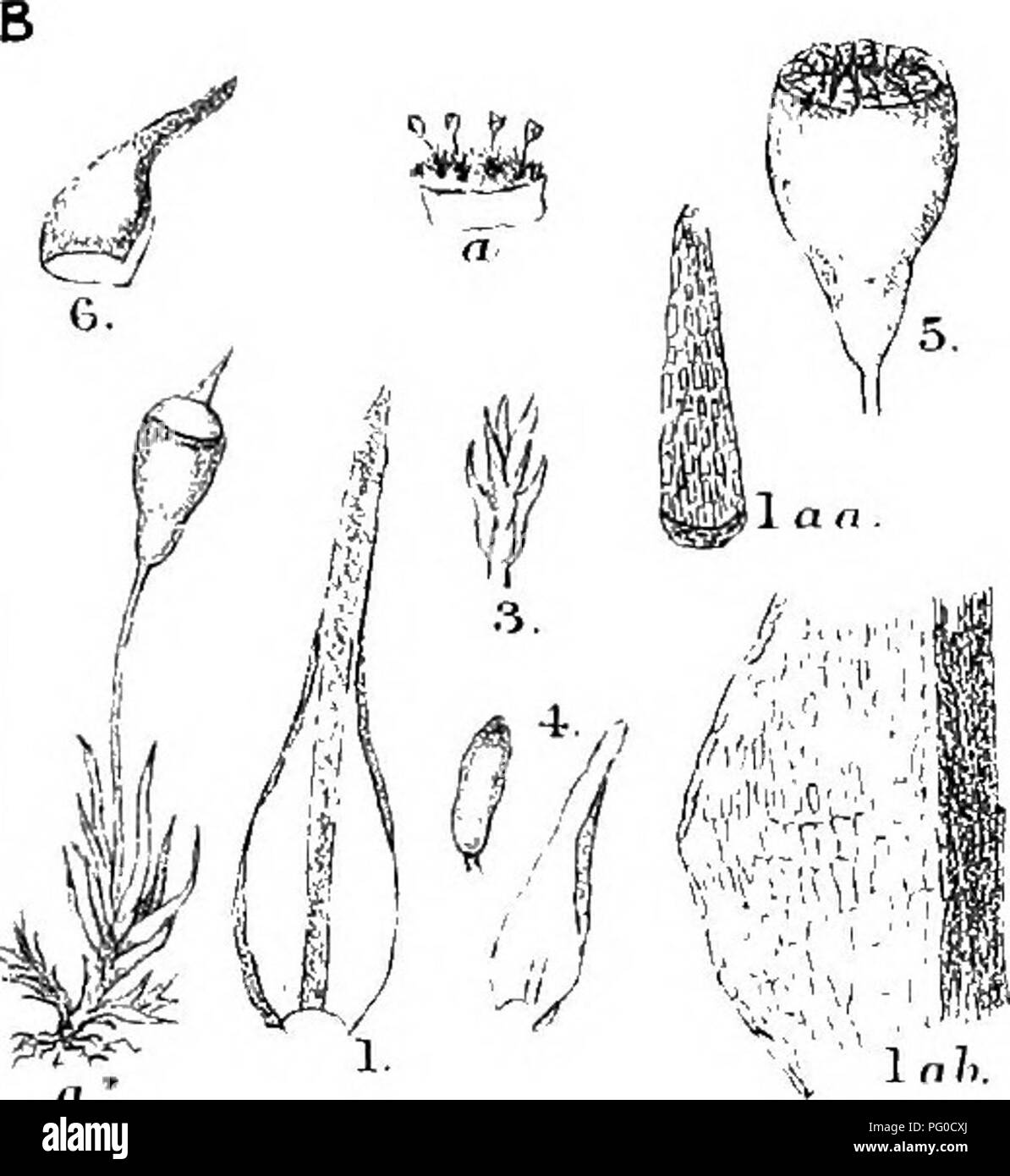 A detailed description of British moss species, including *Selig.* and ...