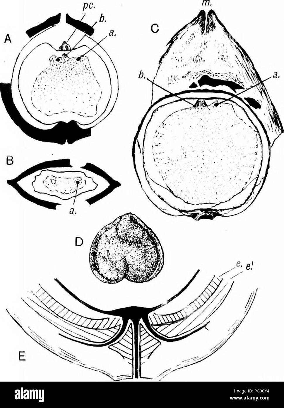 This educational text introduces fossilized plant species, focusing on ...