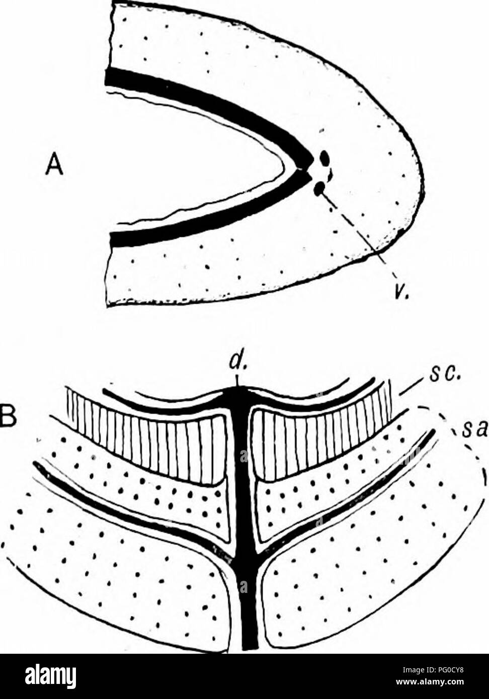 . Fossil plants : for students of botany and geology . Paleobotany ...