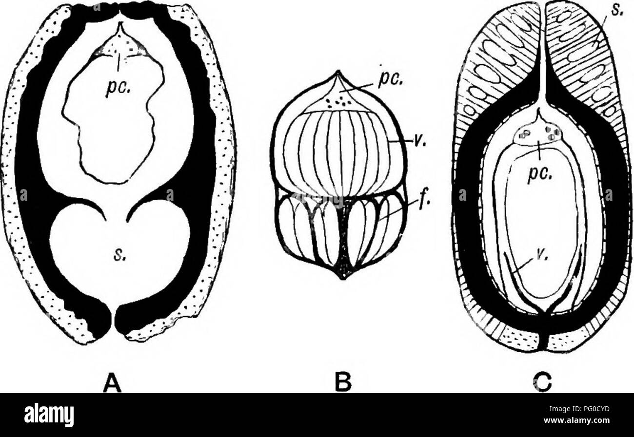 Polylophospermum hi-res stock photography and images - Alamy