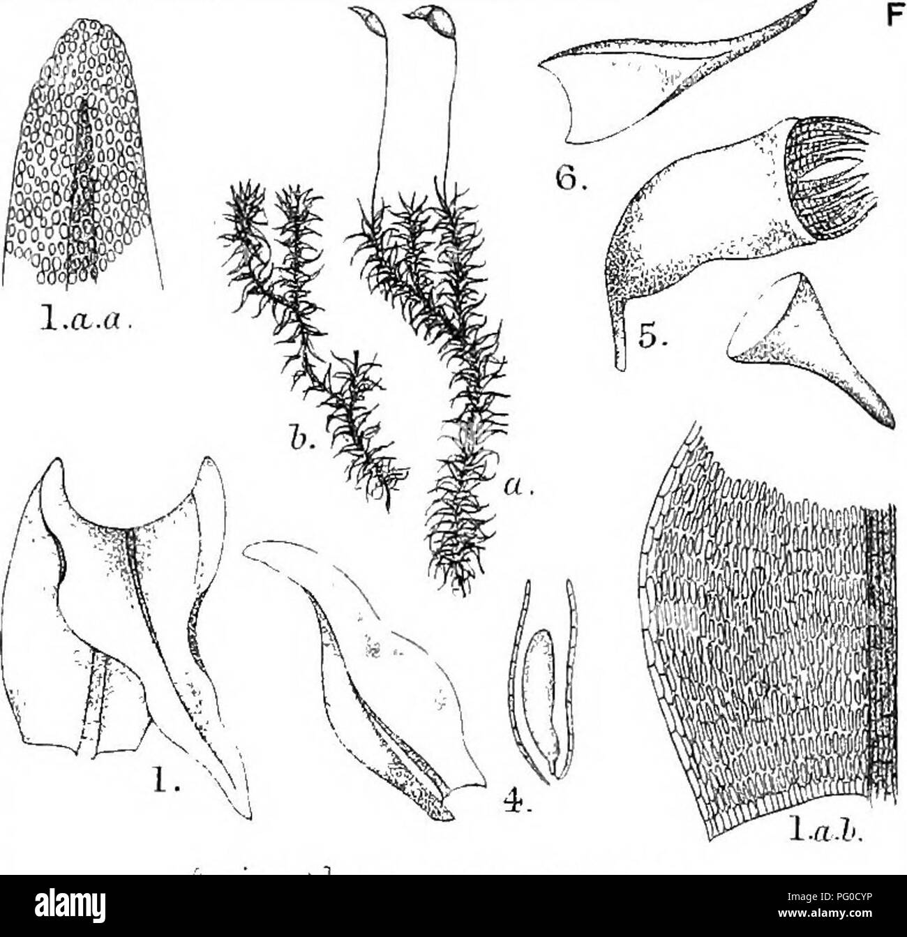 Oerviculata hi-res stock photography and images - Alamy